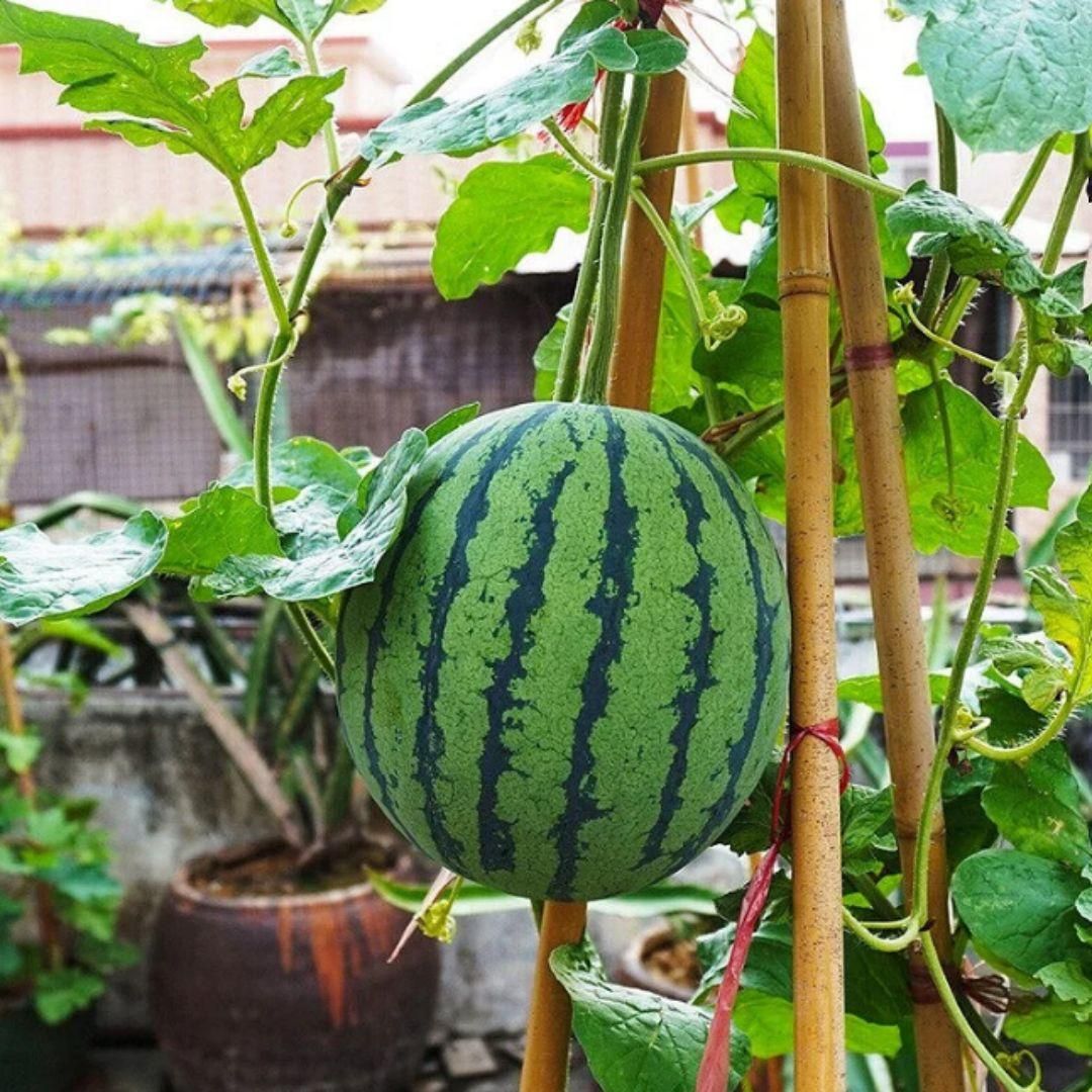 Potted small watermelon seeds – Richjeen